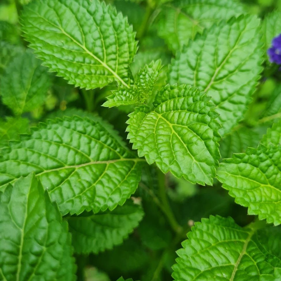 Peppermint for Peptic Ulcers: Soothing Your Digestive System: Nexus ...